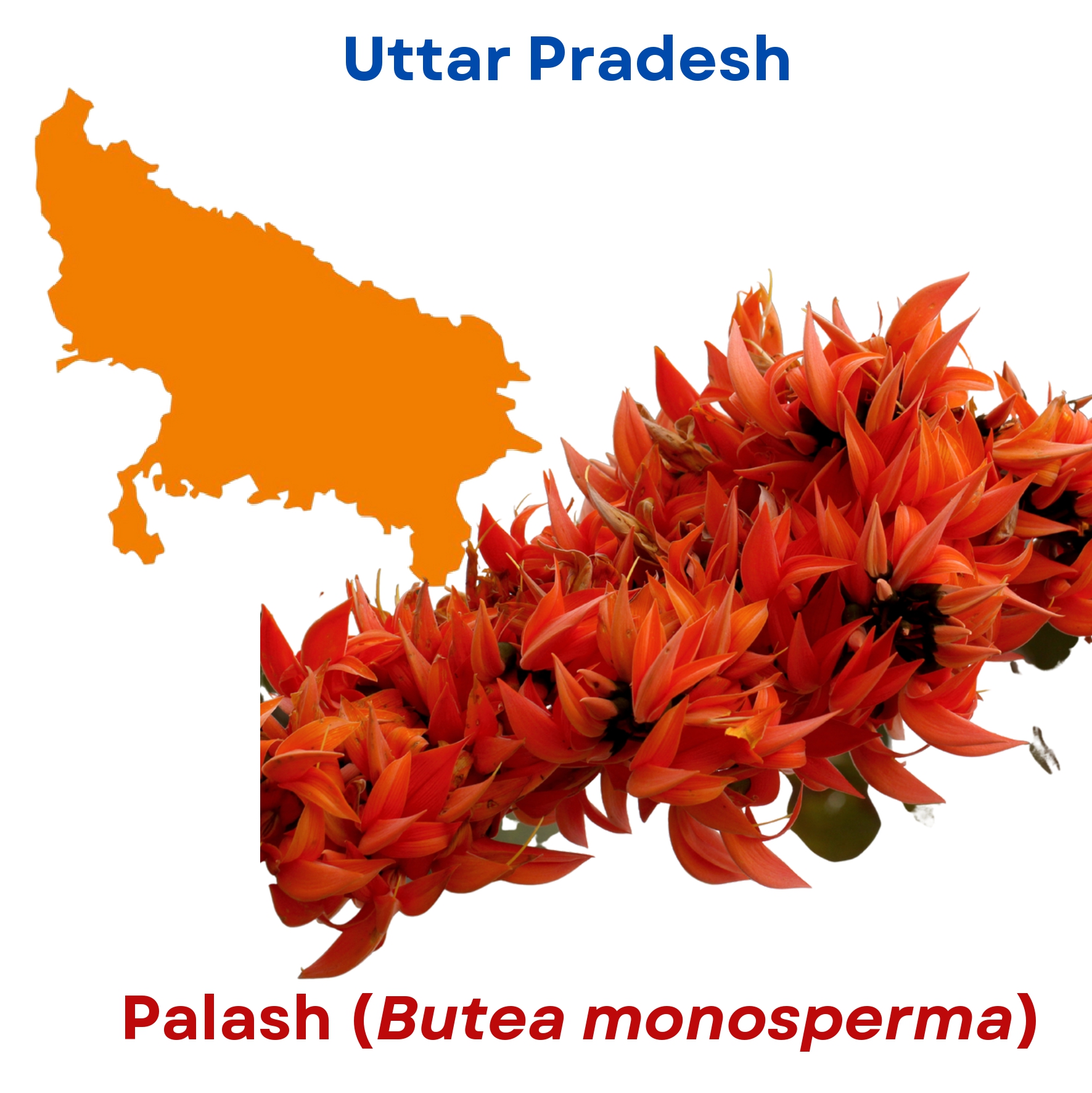 ICAR-Directorate of Floricultural Research