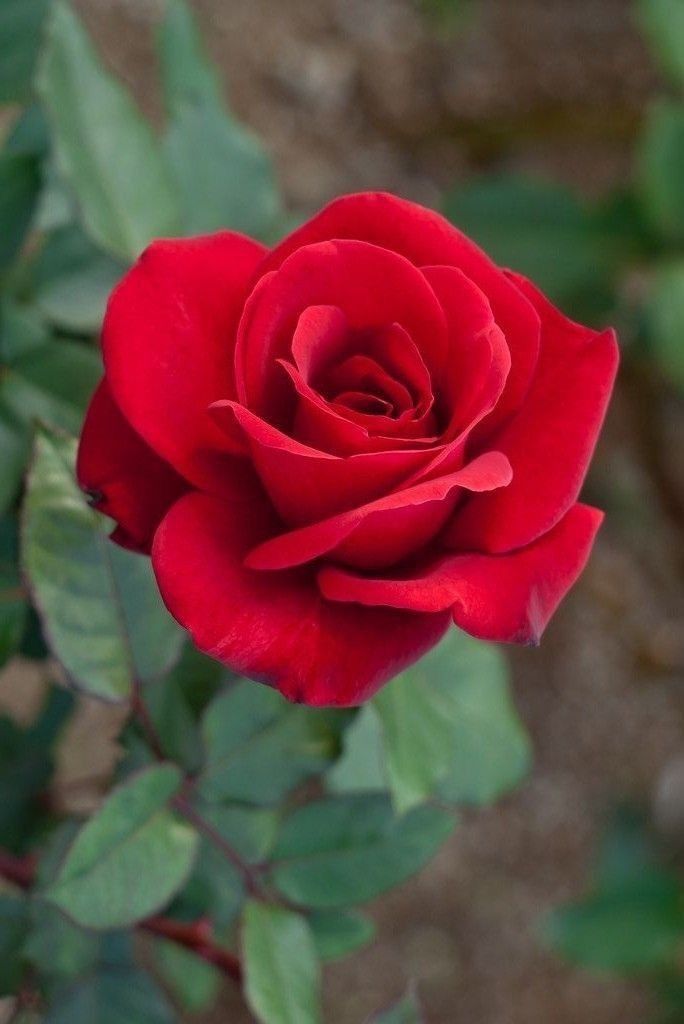 ICAR-Directorate of Floricultural Research
