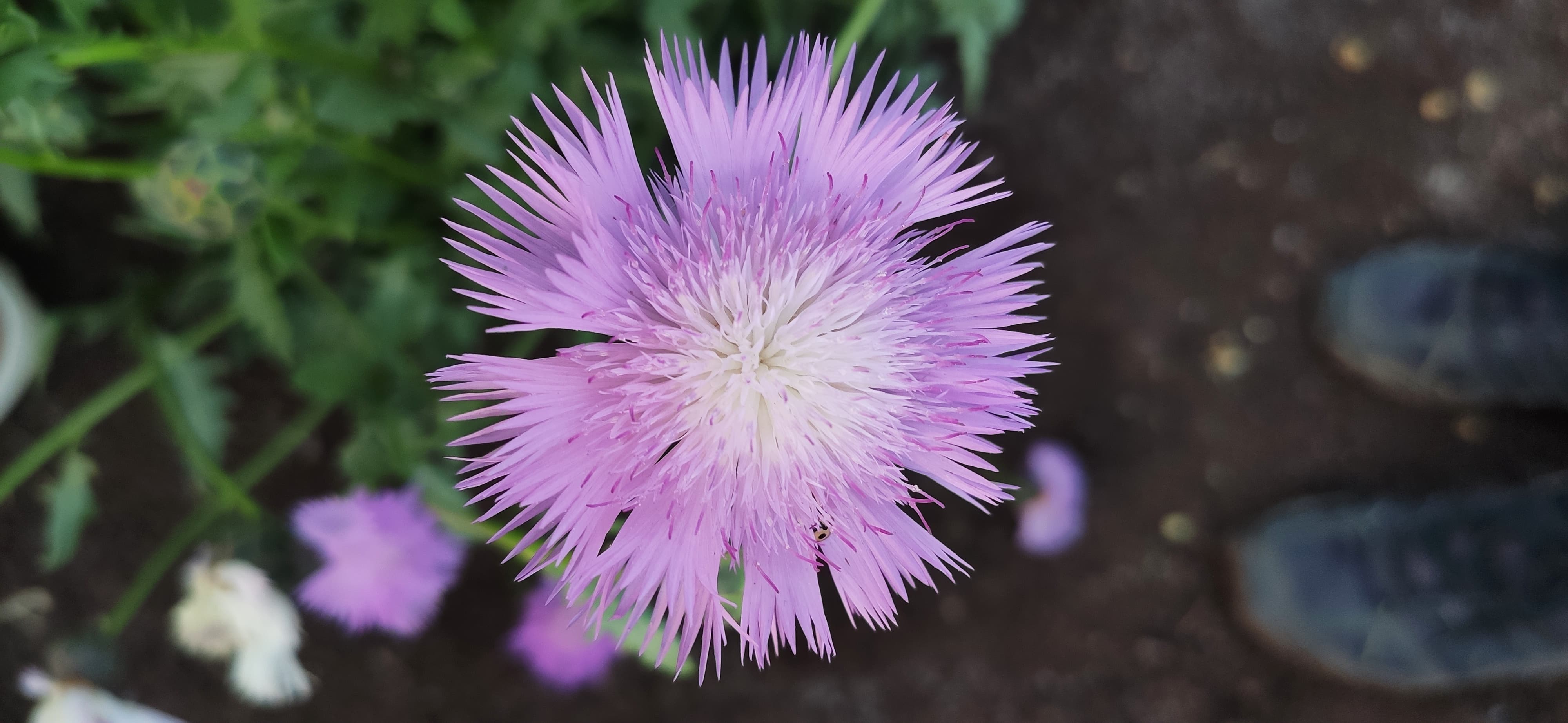 ICAR-Directorate of Floricultural Research