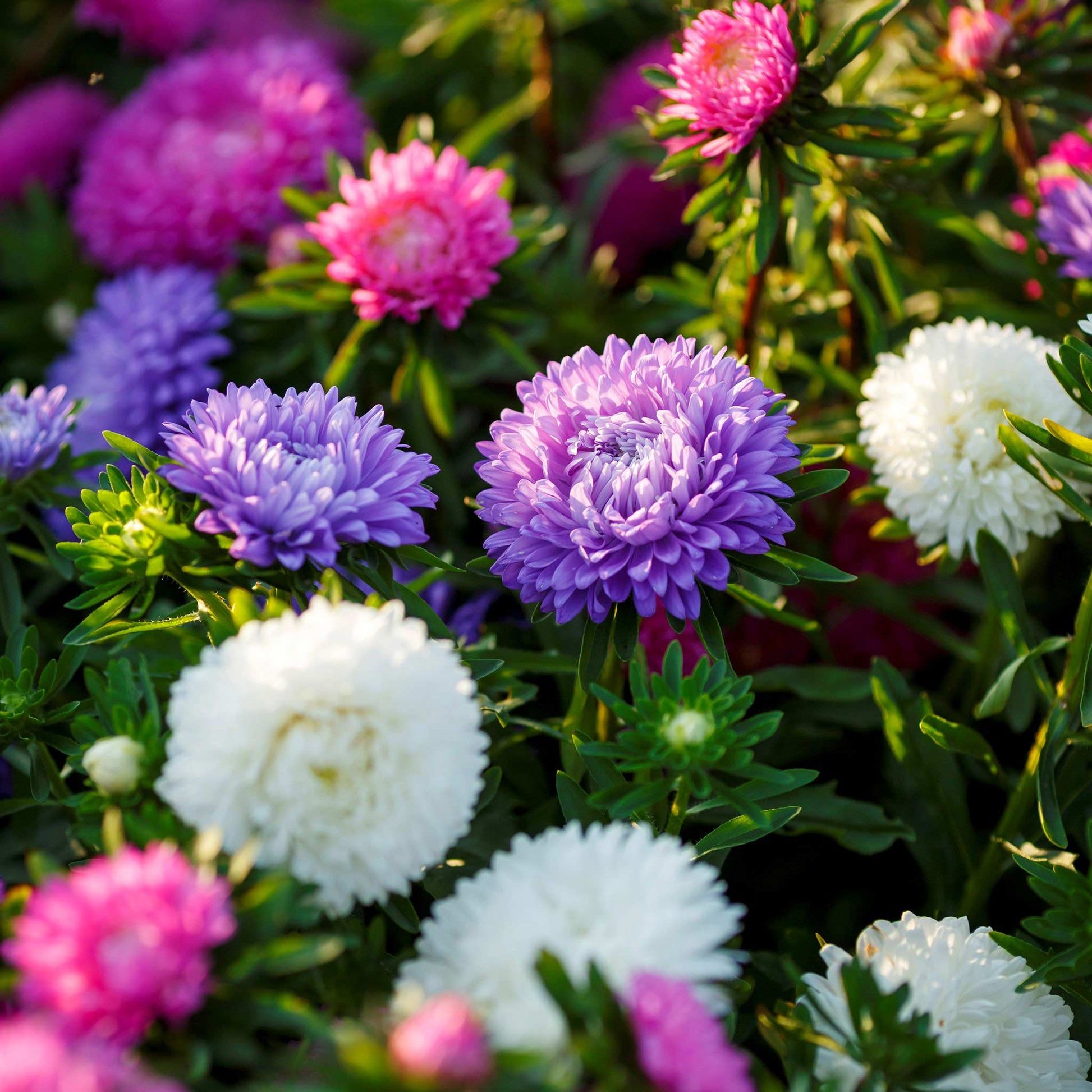 ICAR-Directorate of Floricultural Research